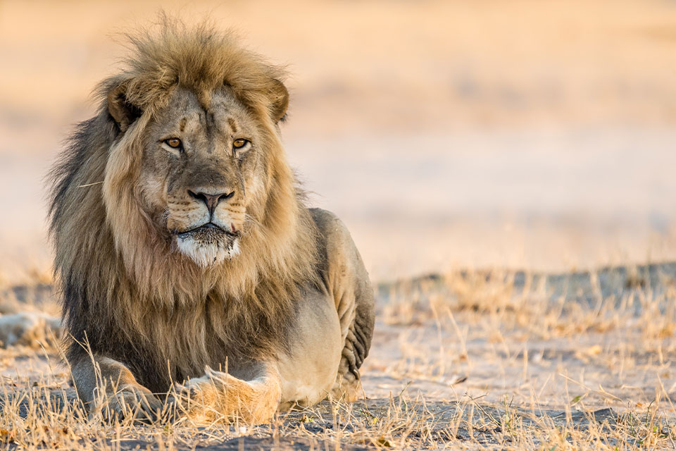 7 Days 6 Nights Big 5 Safaris in Northern Tanzania - Josh Dream Land Safari