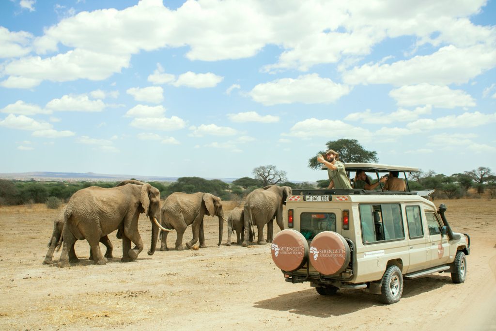 Wildlife Safari Activities - Josh Dream Land Safari